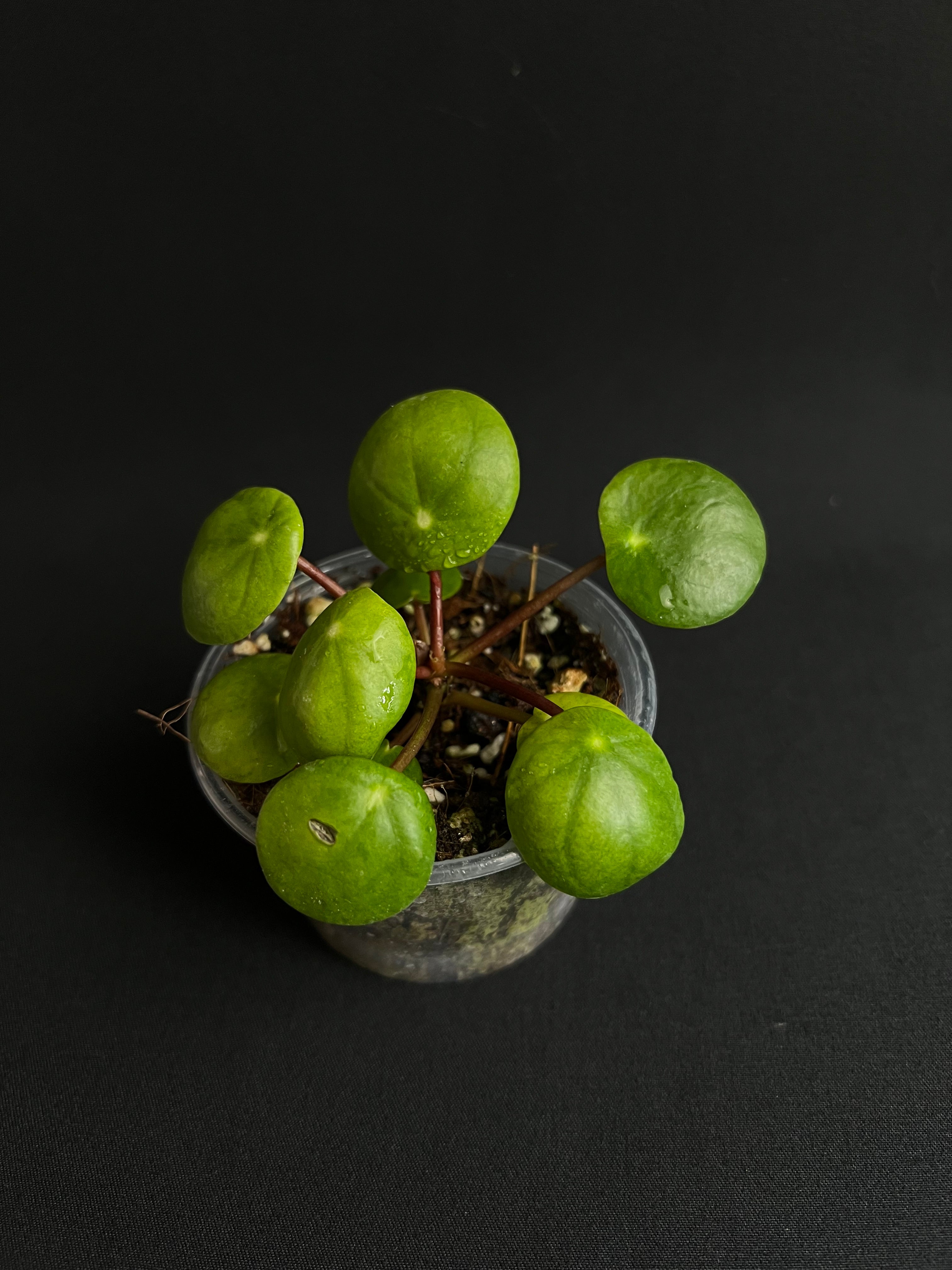 Pilea Peperomioides Variegata – MJ.Botanicals